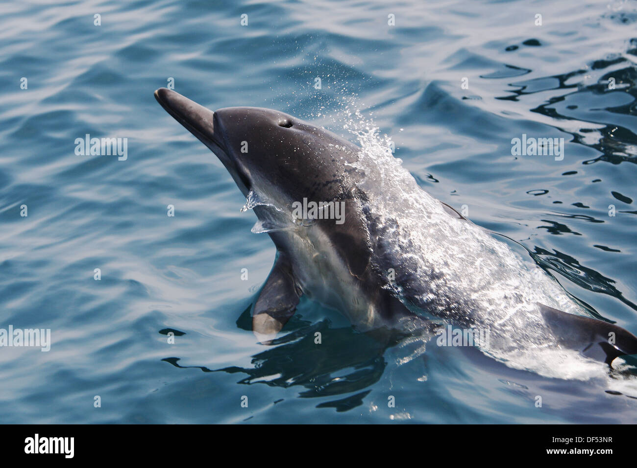 Short beak common dolphin hi-res stock photography and images - Alamy
