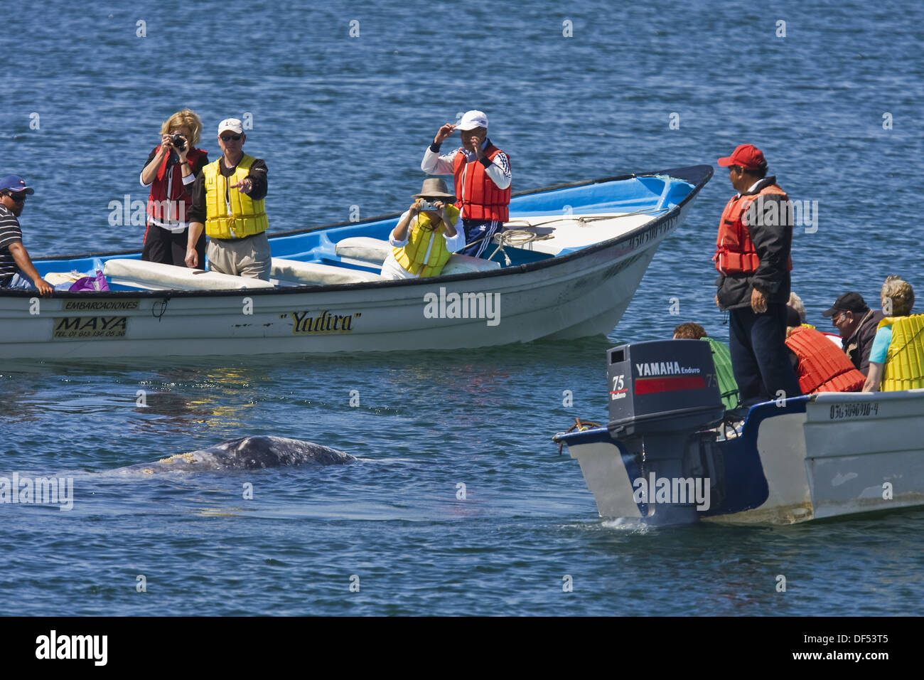 Mexican Panga Stock Photos & Mexican Panga Stock Images - Alamy