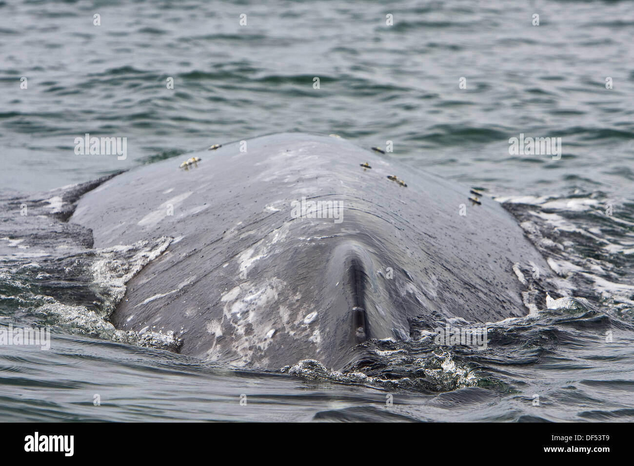 Gray whale surfacing hi-res stock photography and images - Alamy
