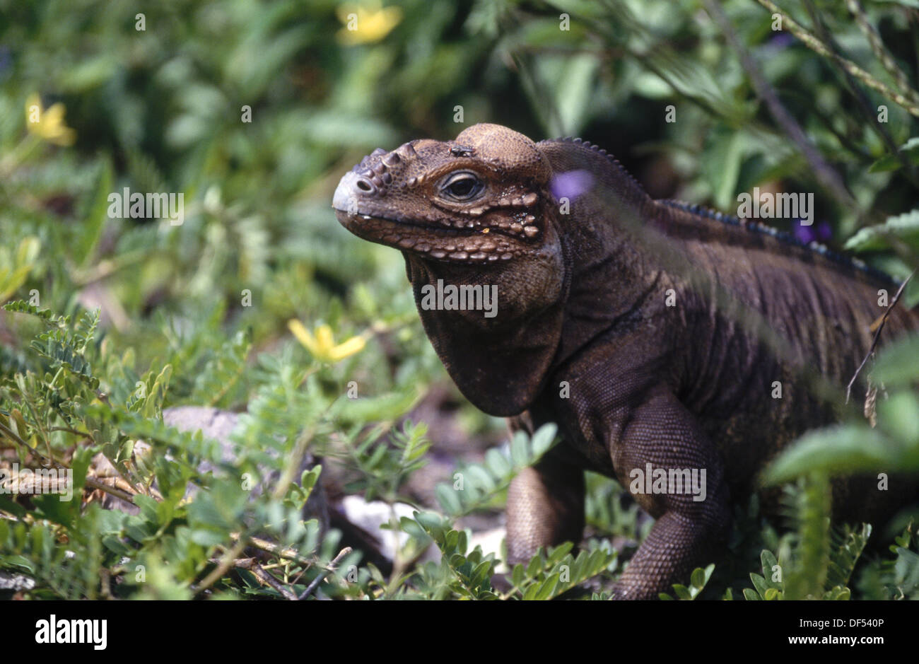 Iguana dominican republic fauna hi-res stock photography and images - Alamy