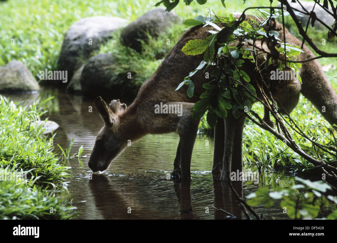 Grey kangaroo (Macropus fuliginosus) drinking water. Queensland ...