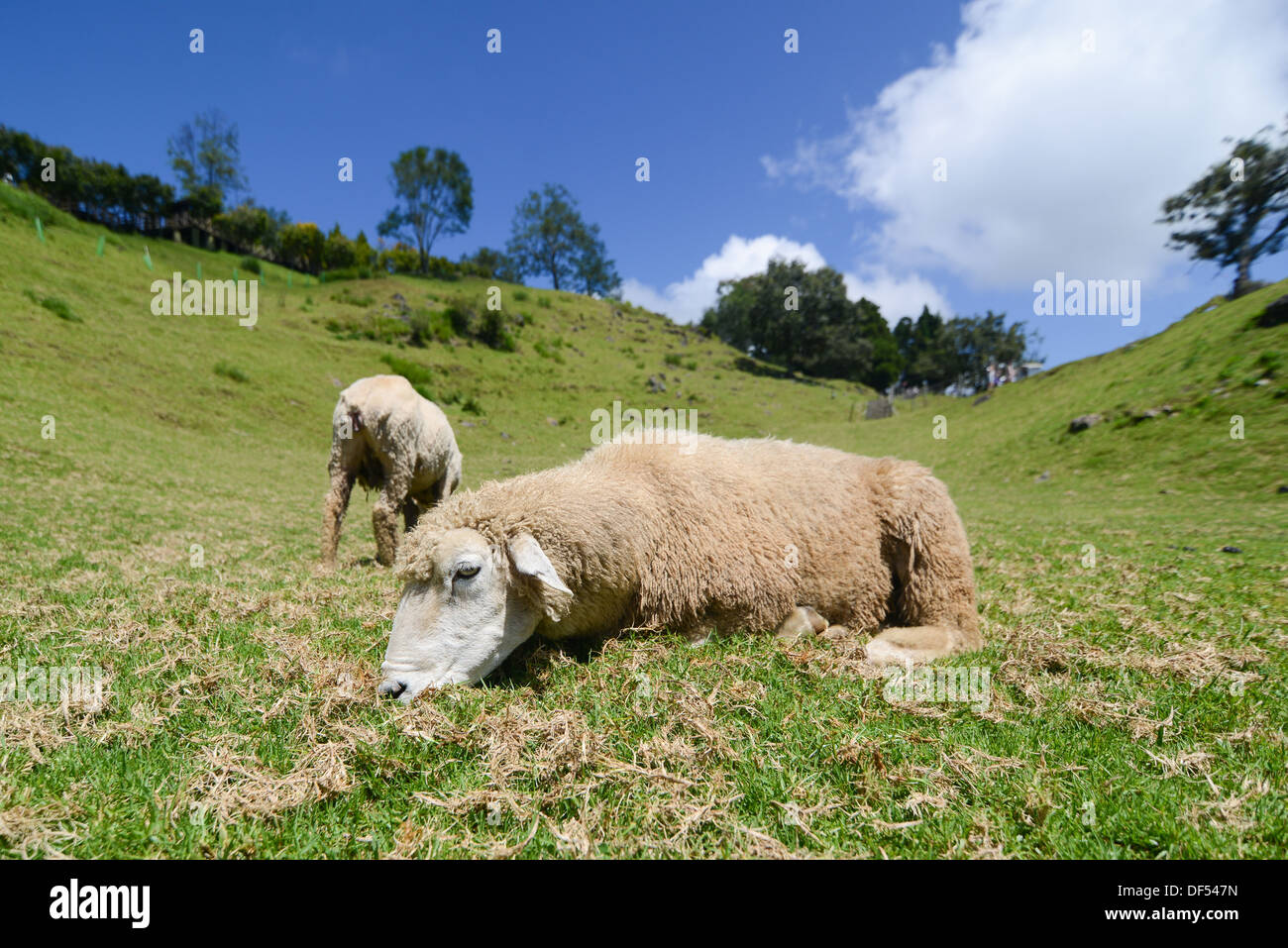 Farm scene many sheep hi-res stock photography and images - Alamy