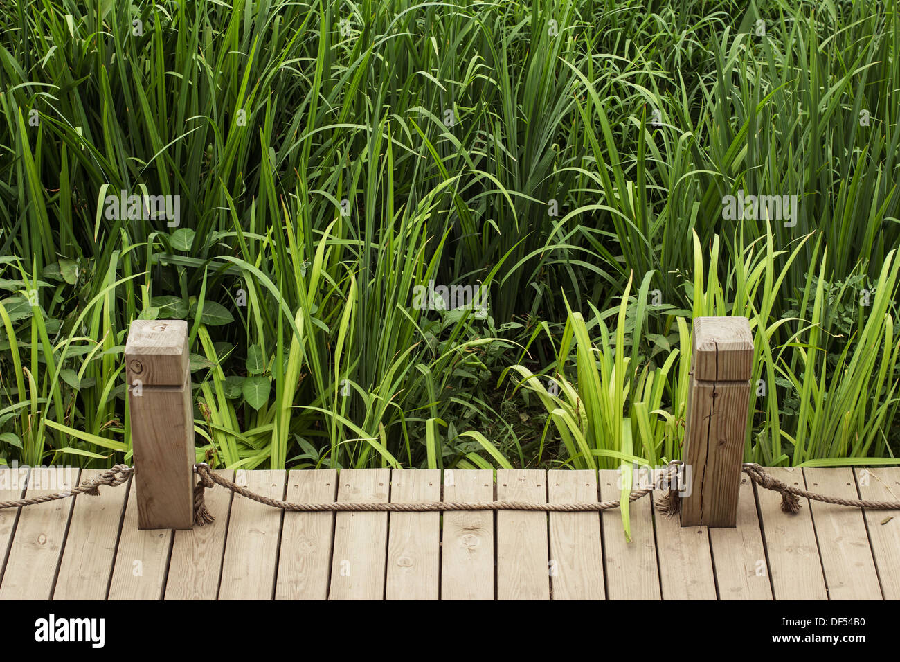 wooden path with railing Stock Photo - Alamy