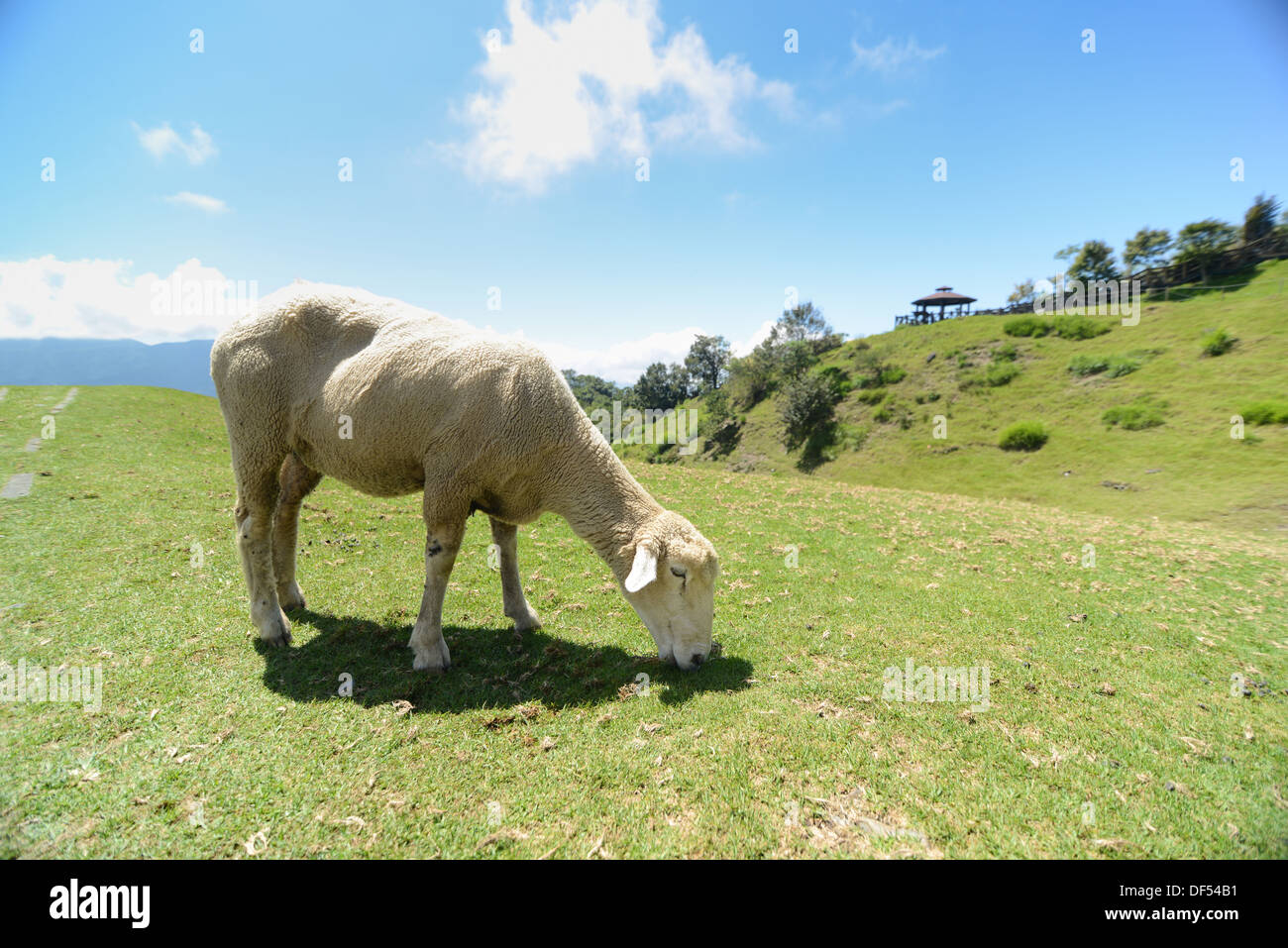 Animal pastoral pastoral prairie hi-res stock photography and images ...