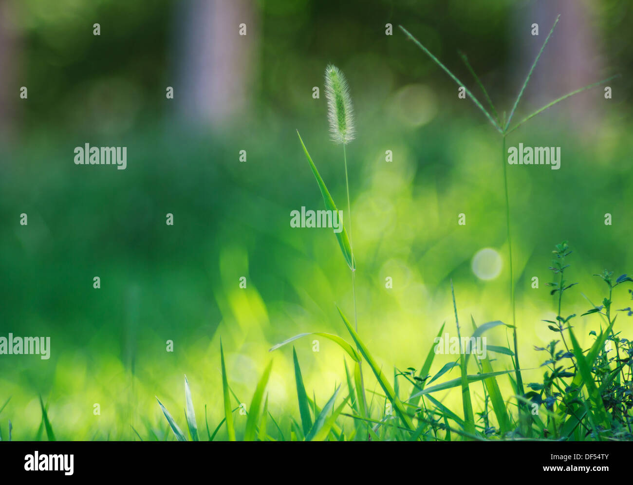 Bristle grass hi-res stock photography and images - Alamy