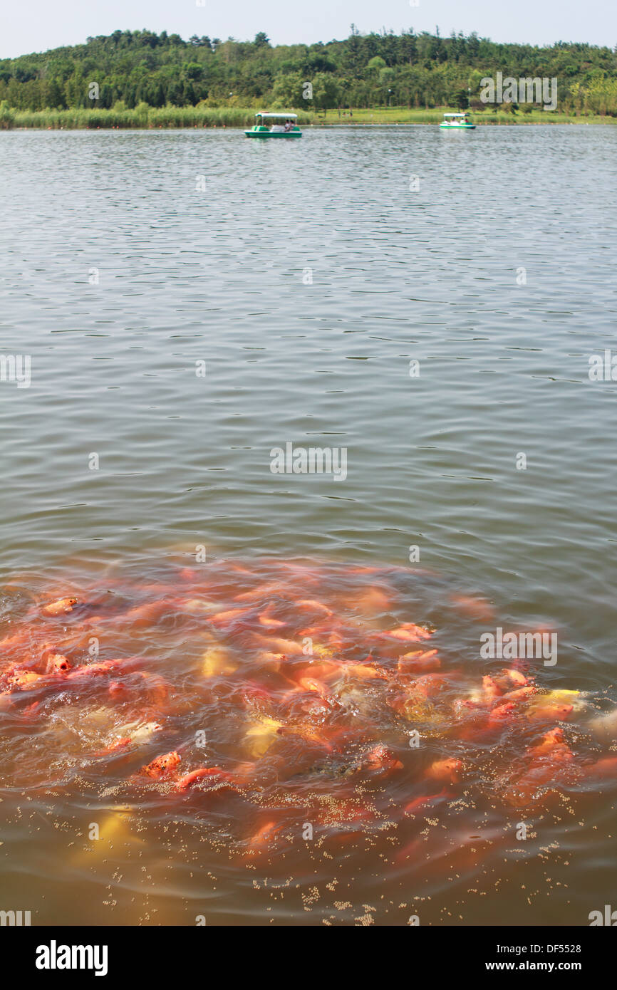 Orange white multi colored koi carp hi-res stock photography and images ...