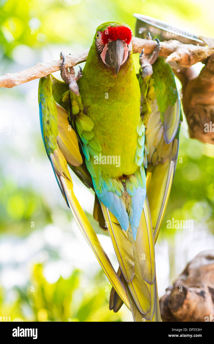 Bali zoo hi-res stock photography and images - Alamy