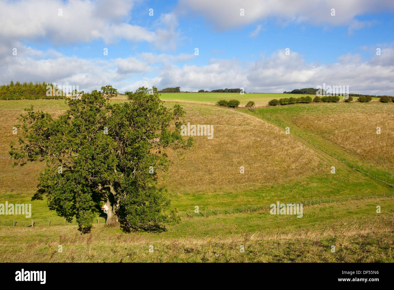 Mature ash tree hi-res stock photography and images - Alamy