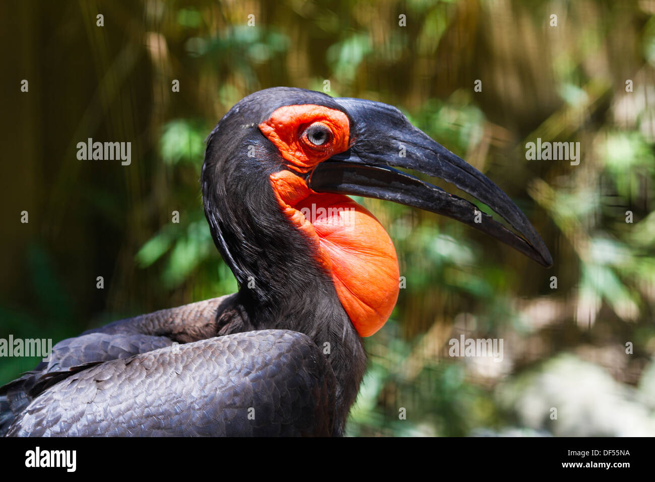 Toucan and its big beak Stock Photo - Alamy