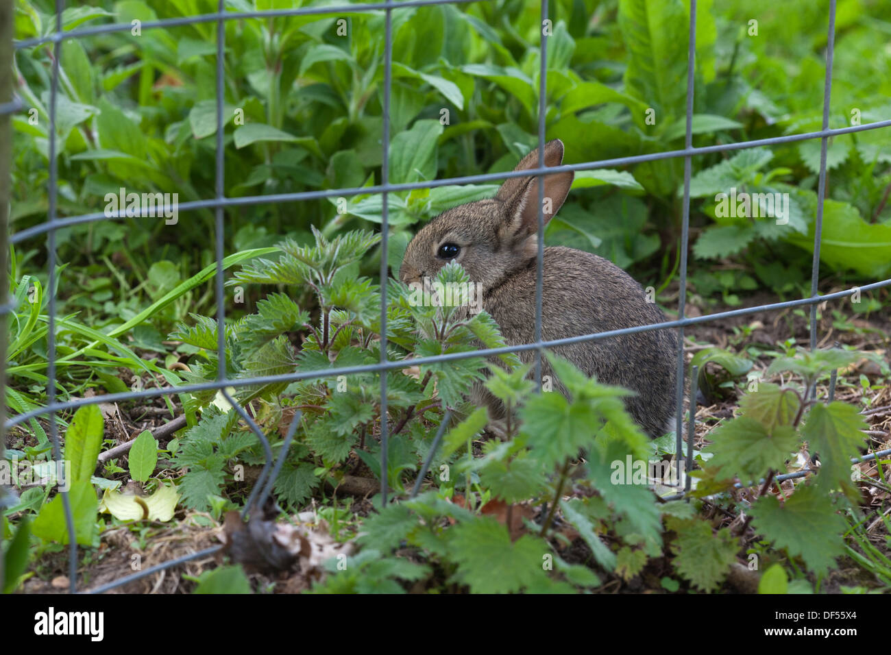 Rabbit (Oryctolagus cuniculus). Young animal. Vegetation "is greener on ...