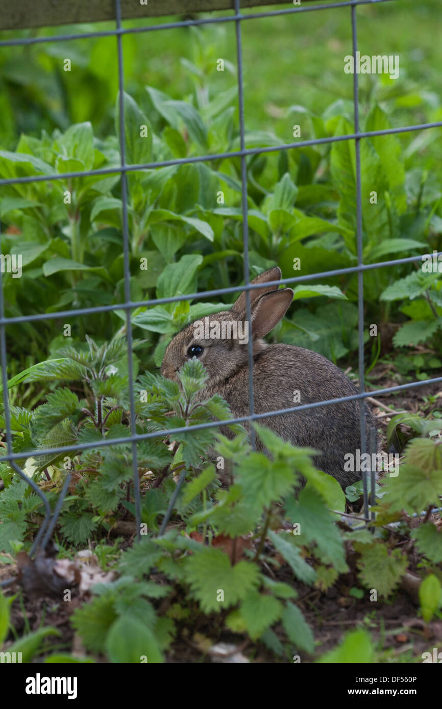 Rabbit (Oryctolagus cuniculus). Young animal. Vegetation "is greener on ...