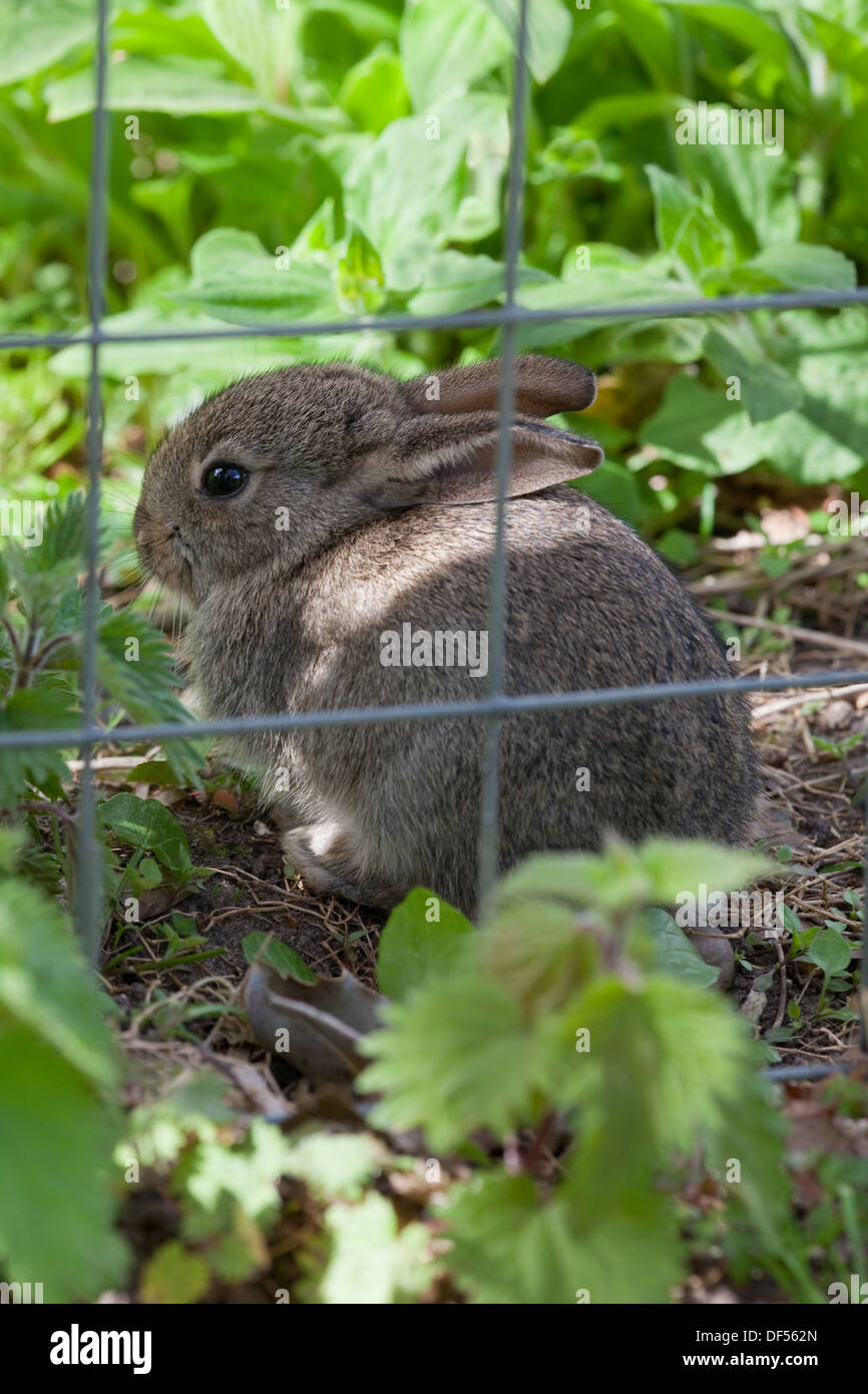 Rabbit crop fence hi-res stock photography and images - Alamy
