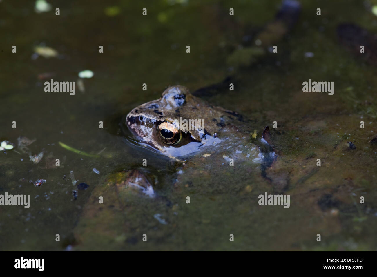 Sludge pond hi-res stock photography and images - Alamy