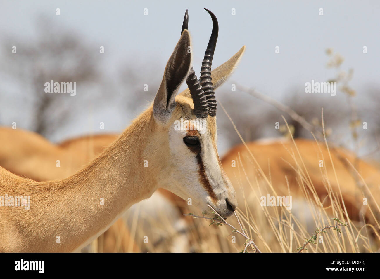 Springbok - Wildlife Background and Wonder from the wild and free in ...