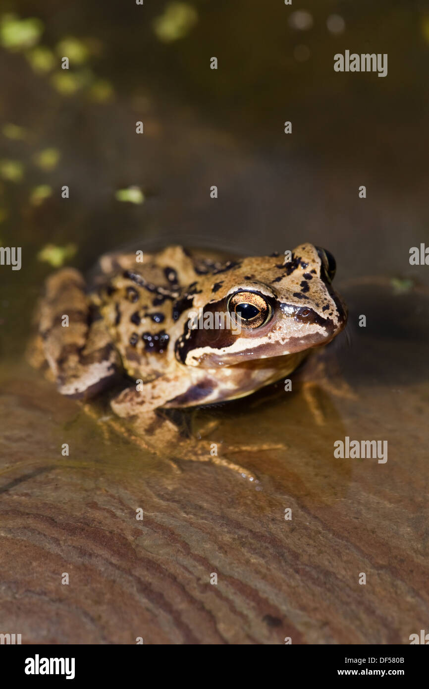European Common, Brown or Grass Frog (Rana temporaria). Sitting on a ...