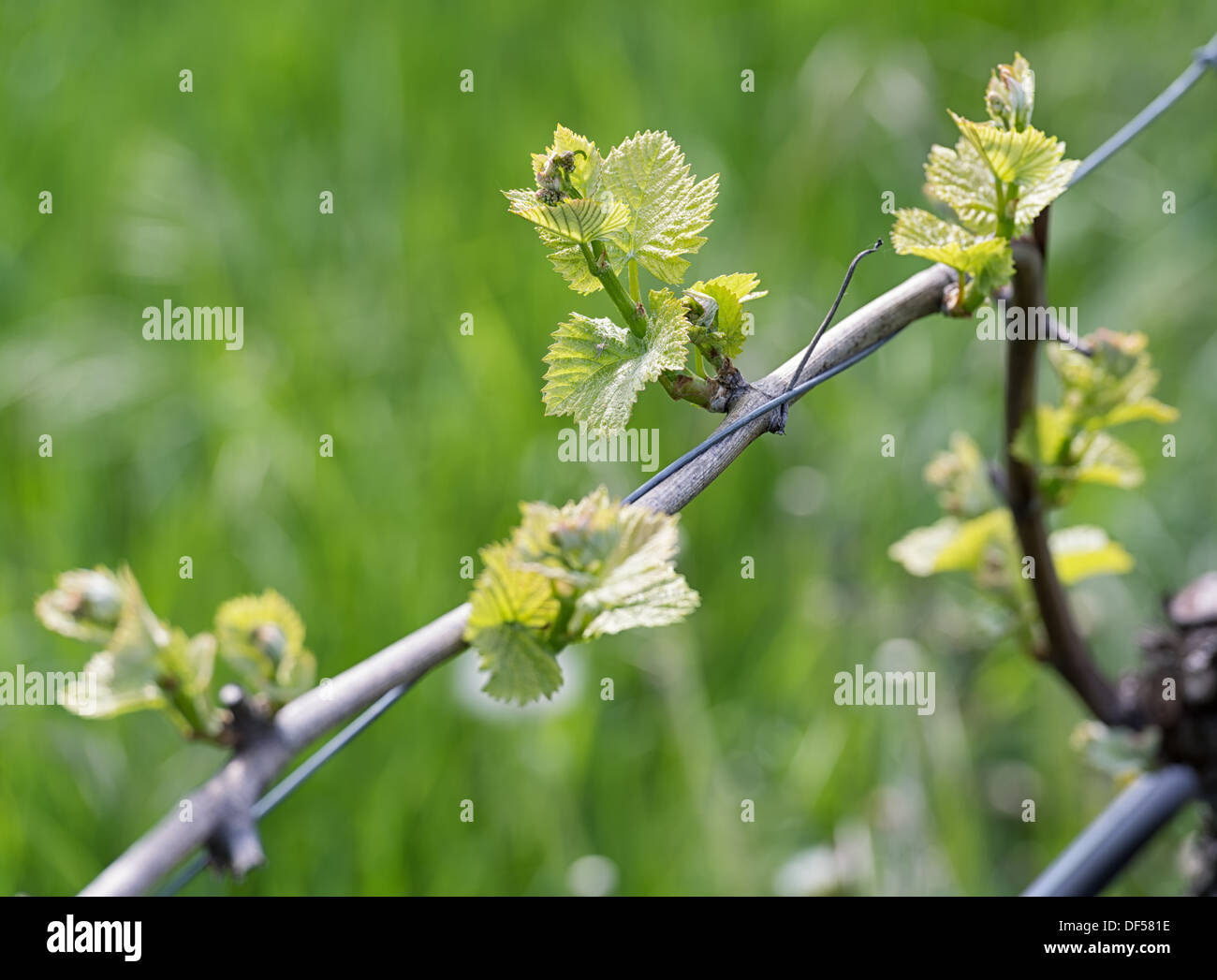 Spring buds sprouting on a grape vine in the vineyard Stock Photo - Alamy