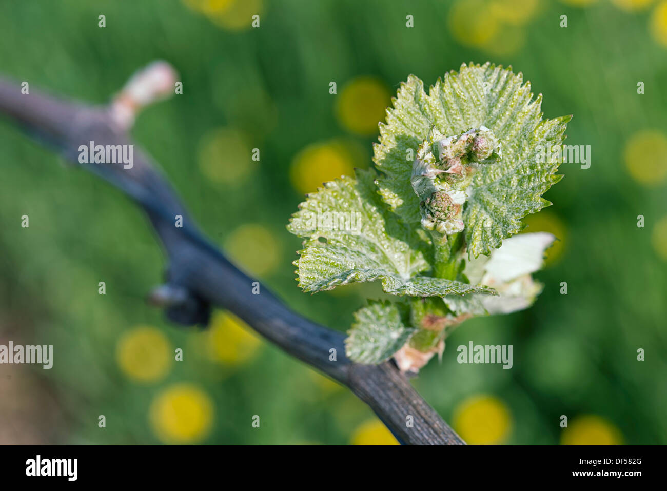 Young grape buds hi-res stock photography and images - Alamy