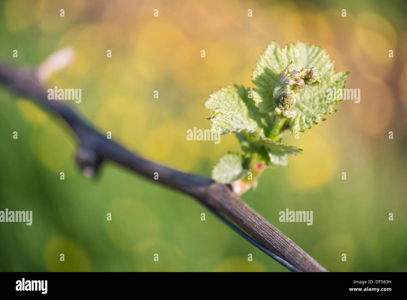Spring buds sprouting on a grape vine in the vineyard Stock Photo - Alamy