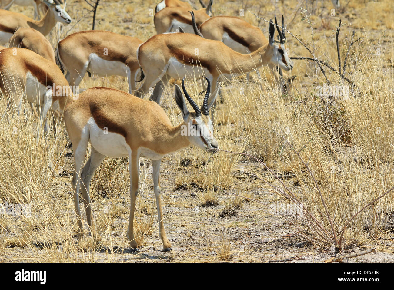 Springbok - Wildlife Background and Wonder from the wild and free in ...
