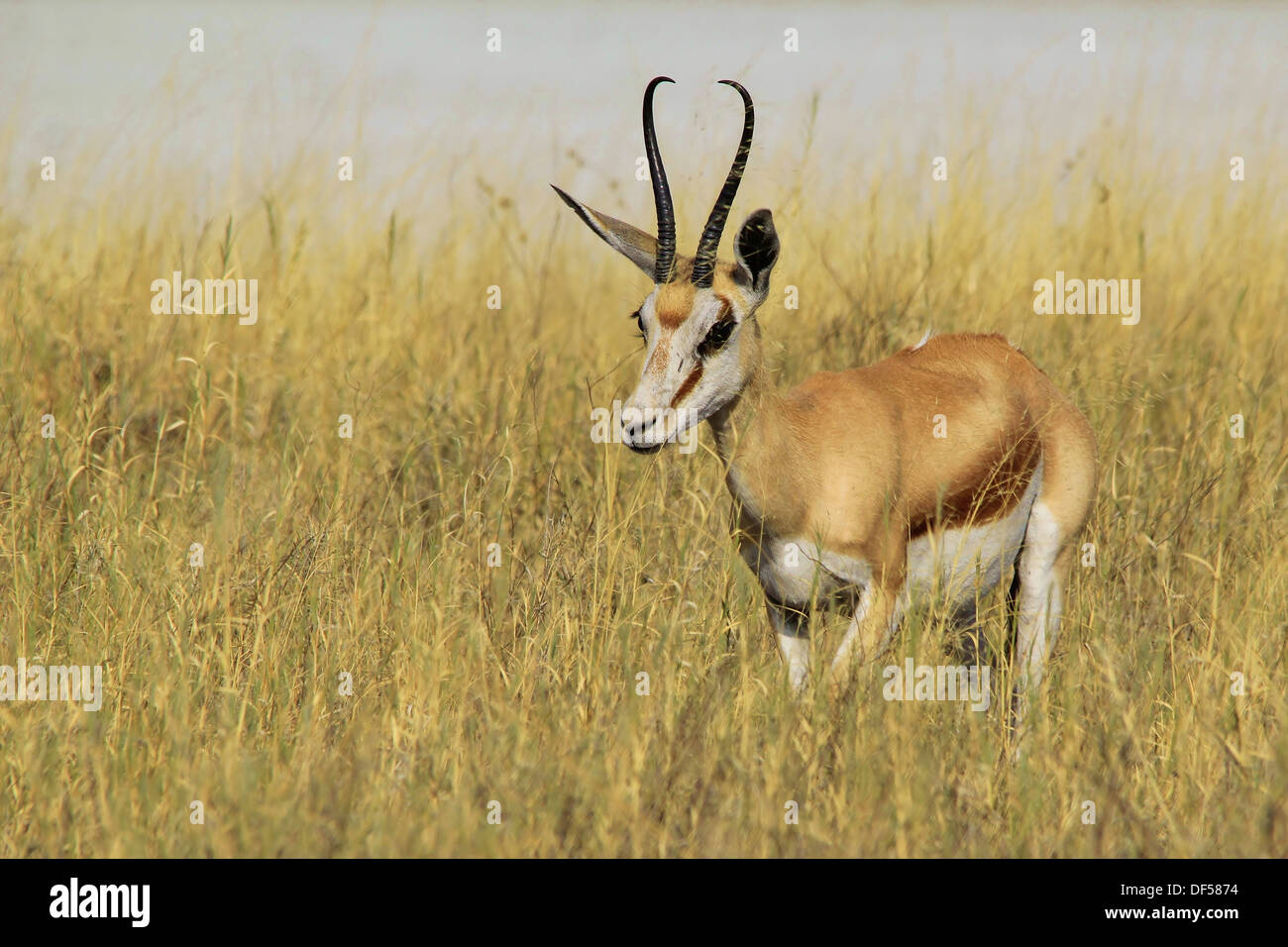 Springbok - Wildlife Background and Wonder from the wild and free in ...