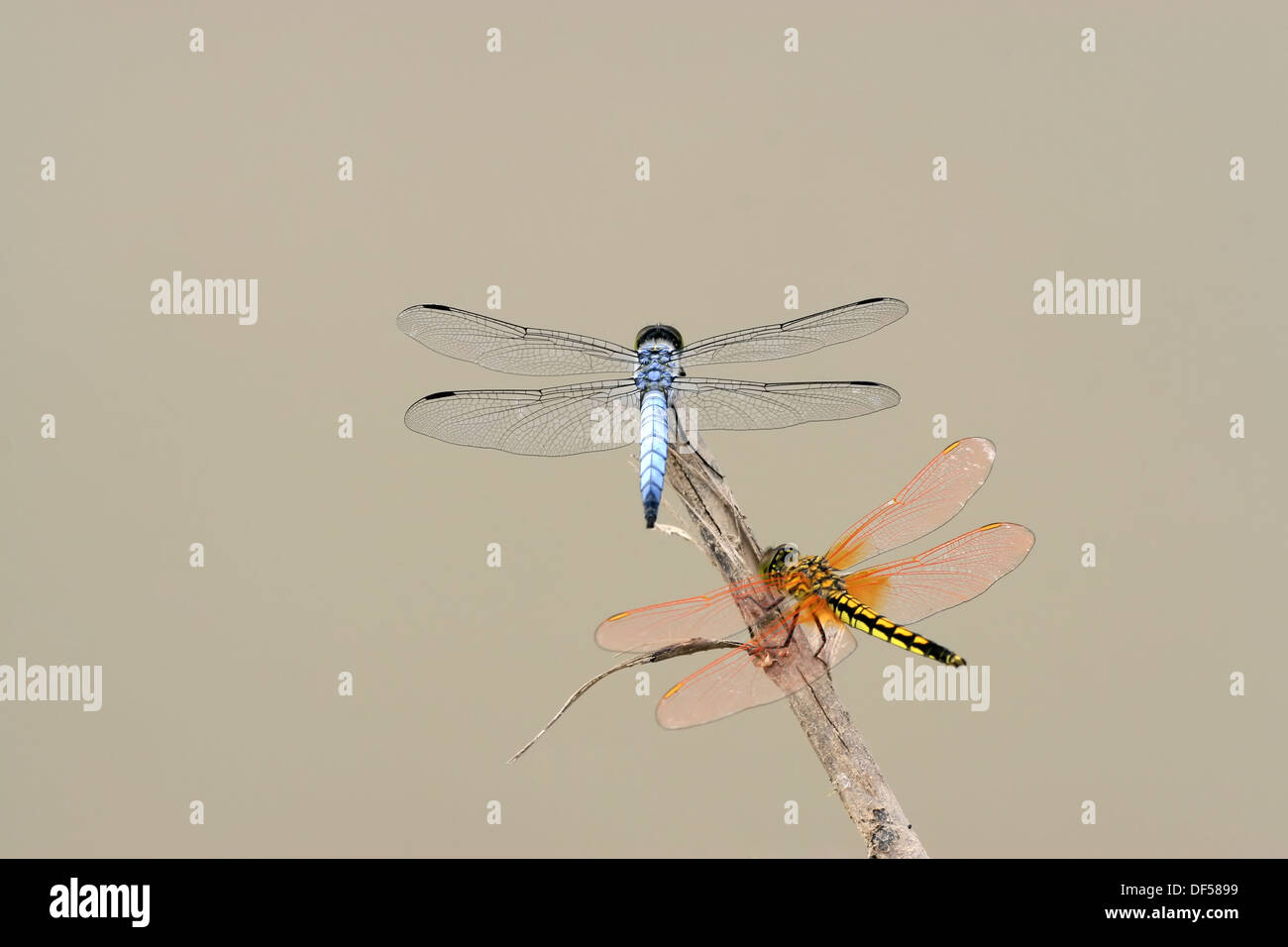 Dragonflies hi-res stock photography and images - Alamy