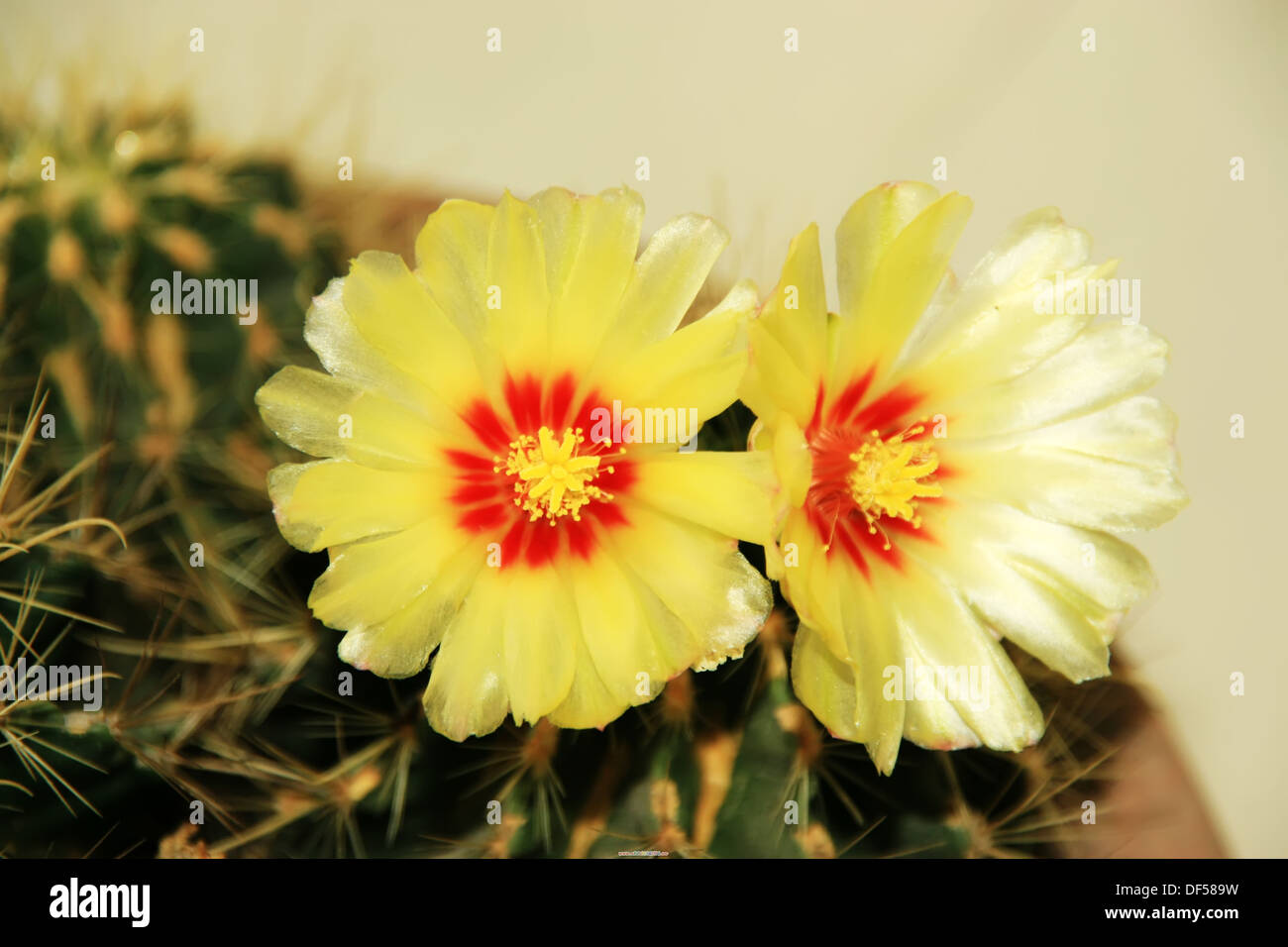 closeup of celestial being flowers Stock Photo - Alamy