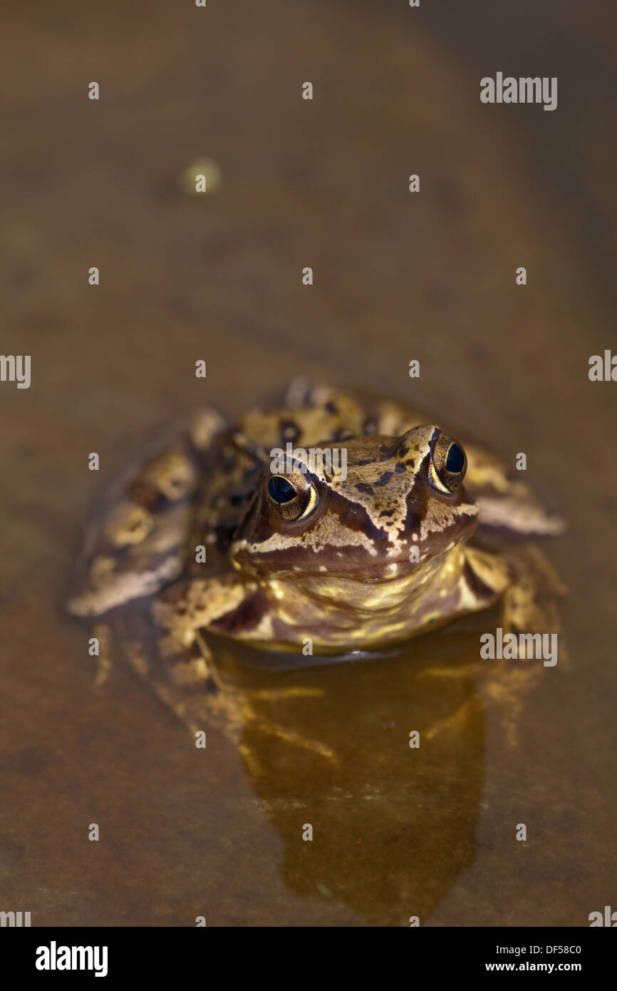 Common garden frog hi-res stock photography and images - Alamy