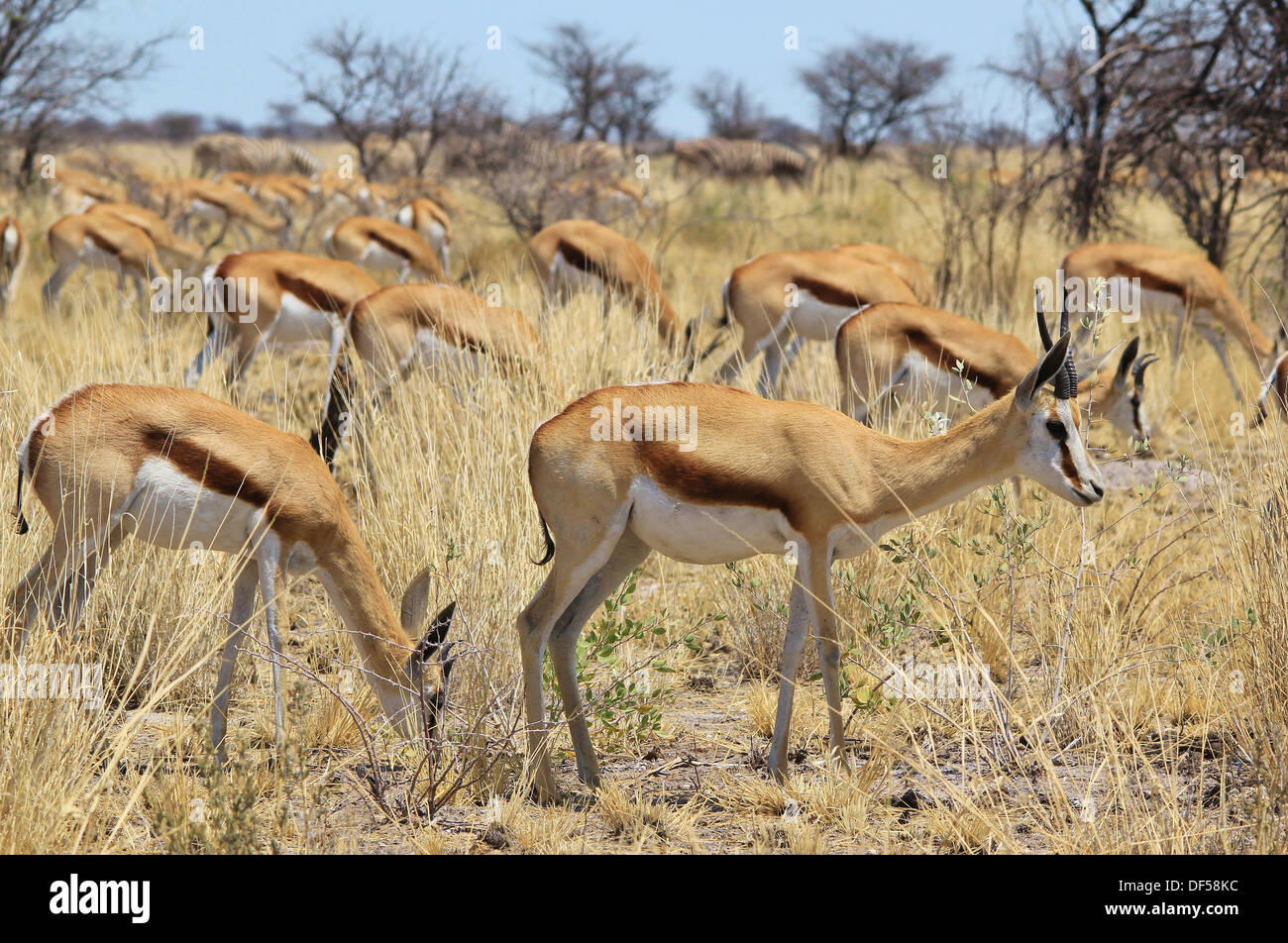 Springbok - Wildlife Background and Wonder from the wild and free in ...