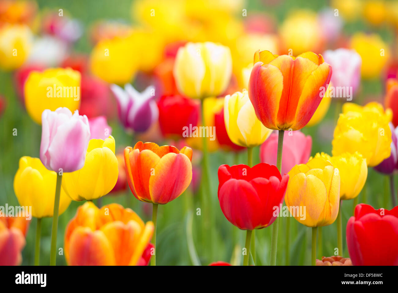 Tulip flower flora natural hi-res stock photography and images - Alamy