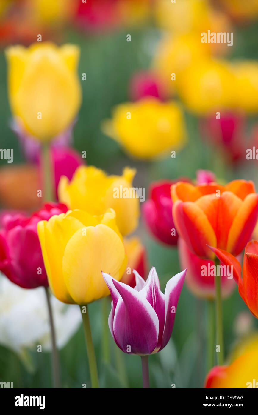 Many of Colorful Tulip Flower in Spring Stock Photo - Alamy
