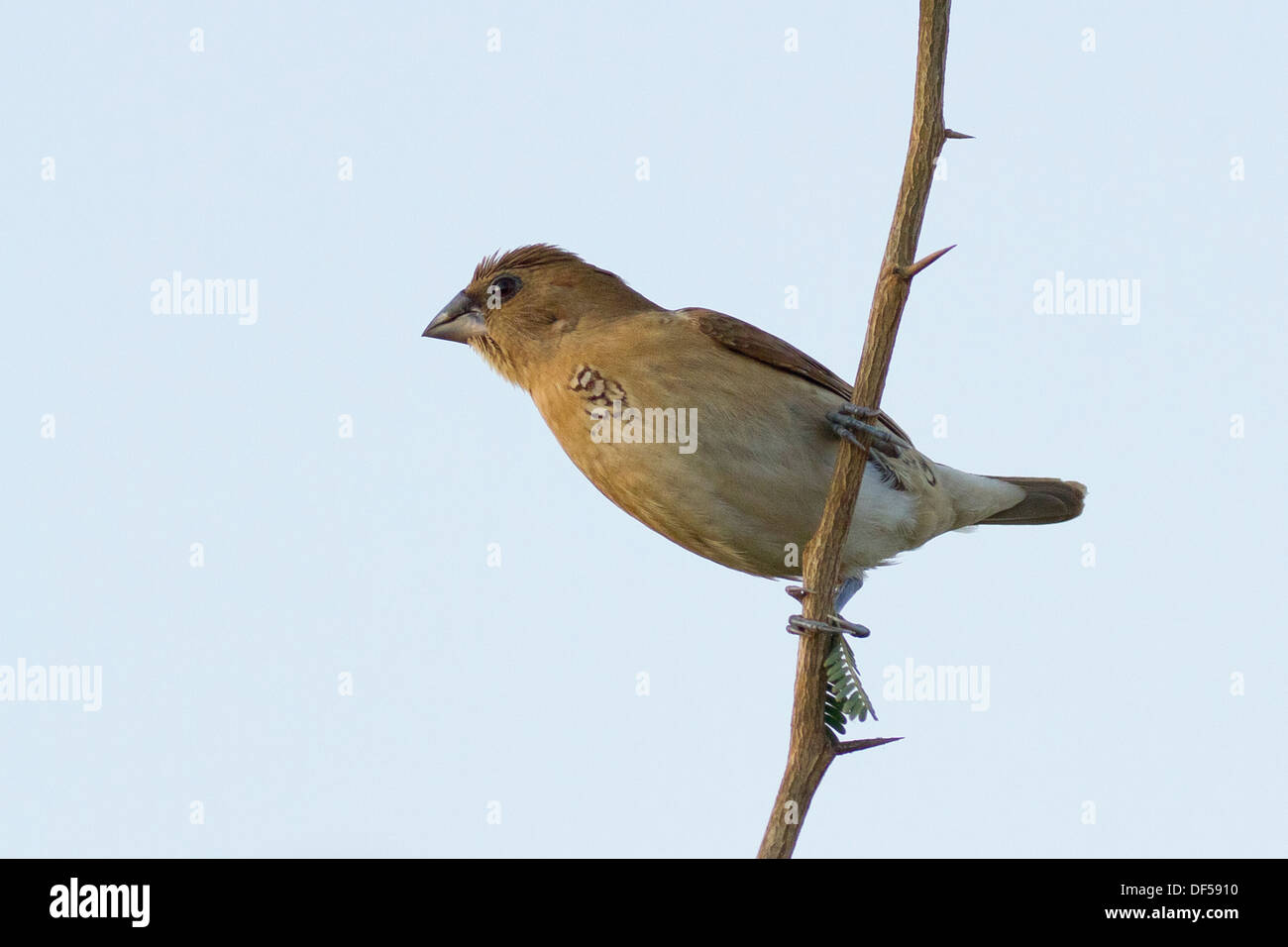 Scaly-breasted Munia or Spotted Munia (Lonchura punctulata), also known ...