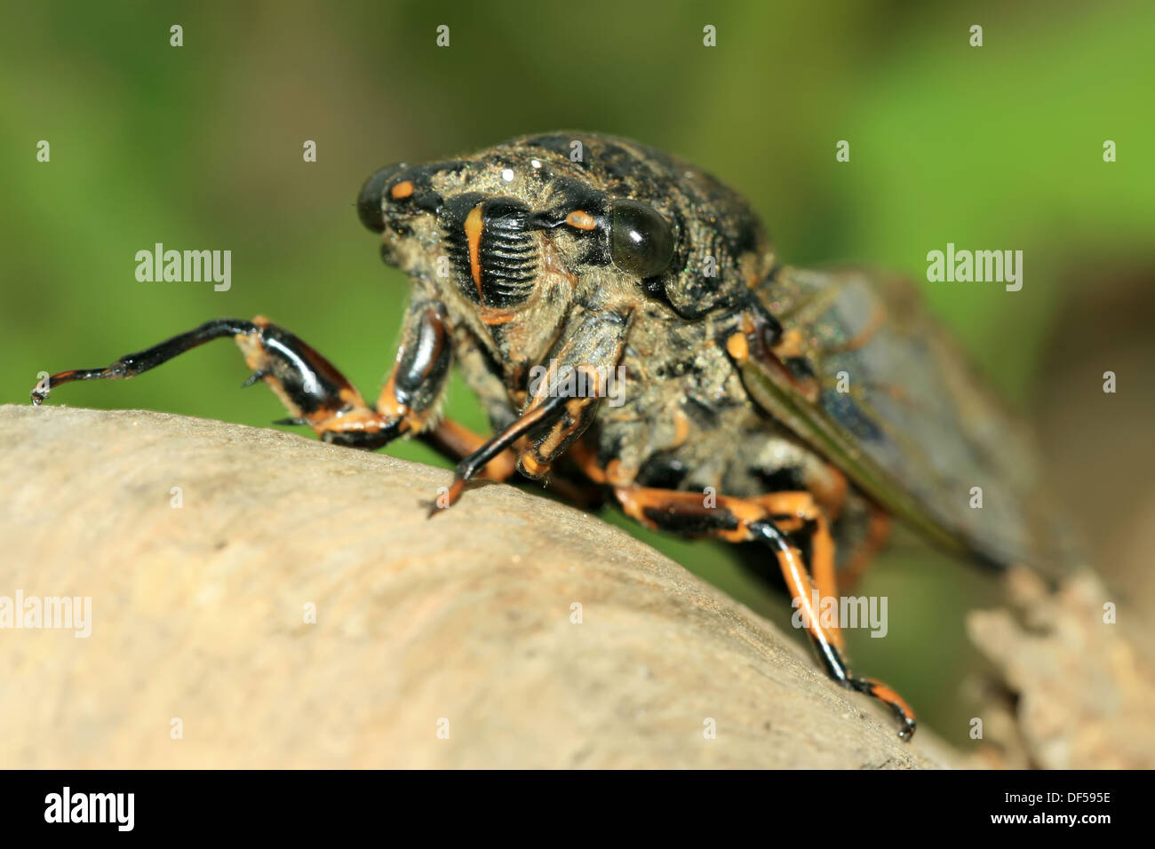 closeup of black cicada on a tree Stock Photo - Alamy