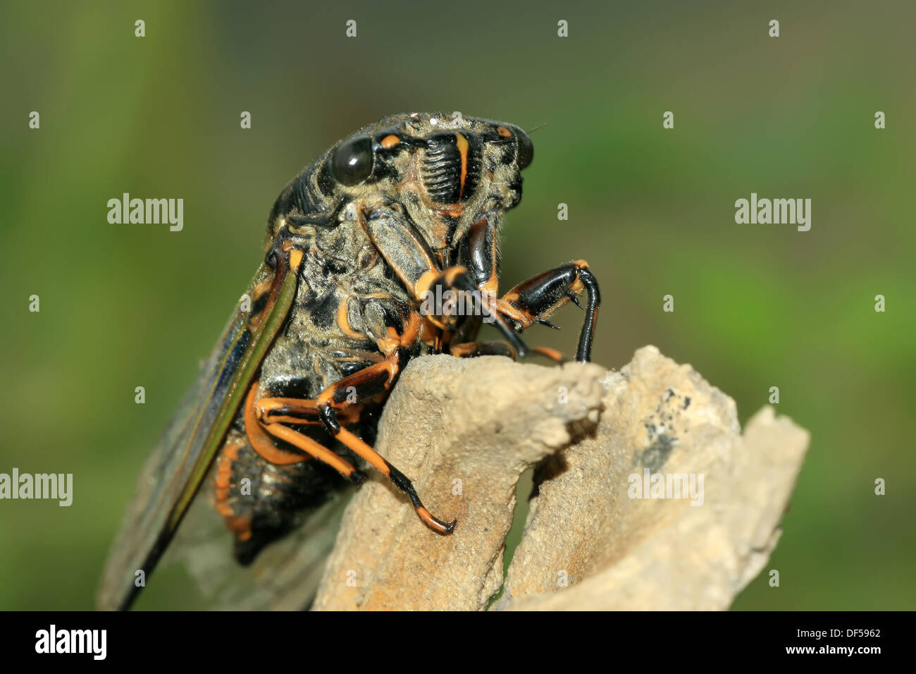 closeup of black cicada on a tree Stock Photo - Alamy