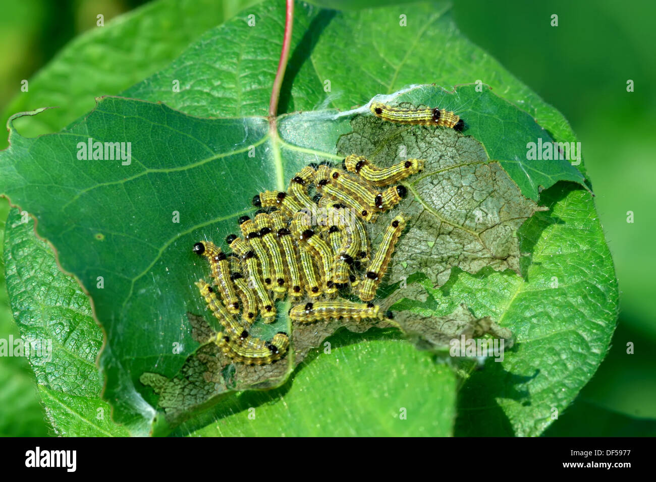 clostera anachoreta larvae gathered in fretting on the leaf Stock Photo ...