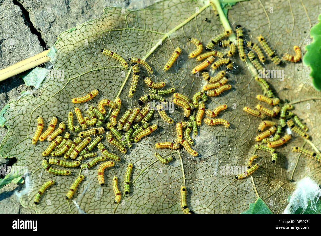 Clostera anachoreta hi-res stock photography and images - Alamy