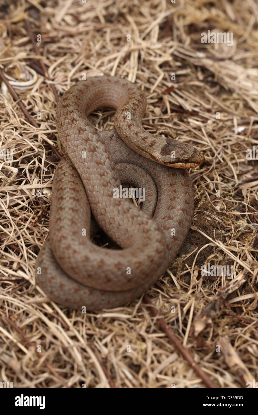 Smooth snakes hi-res stock photography and images - Alamy