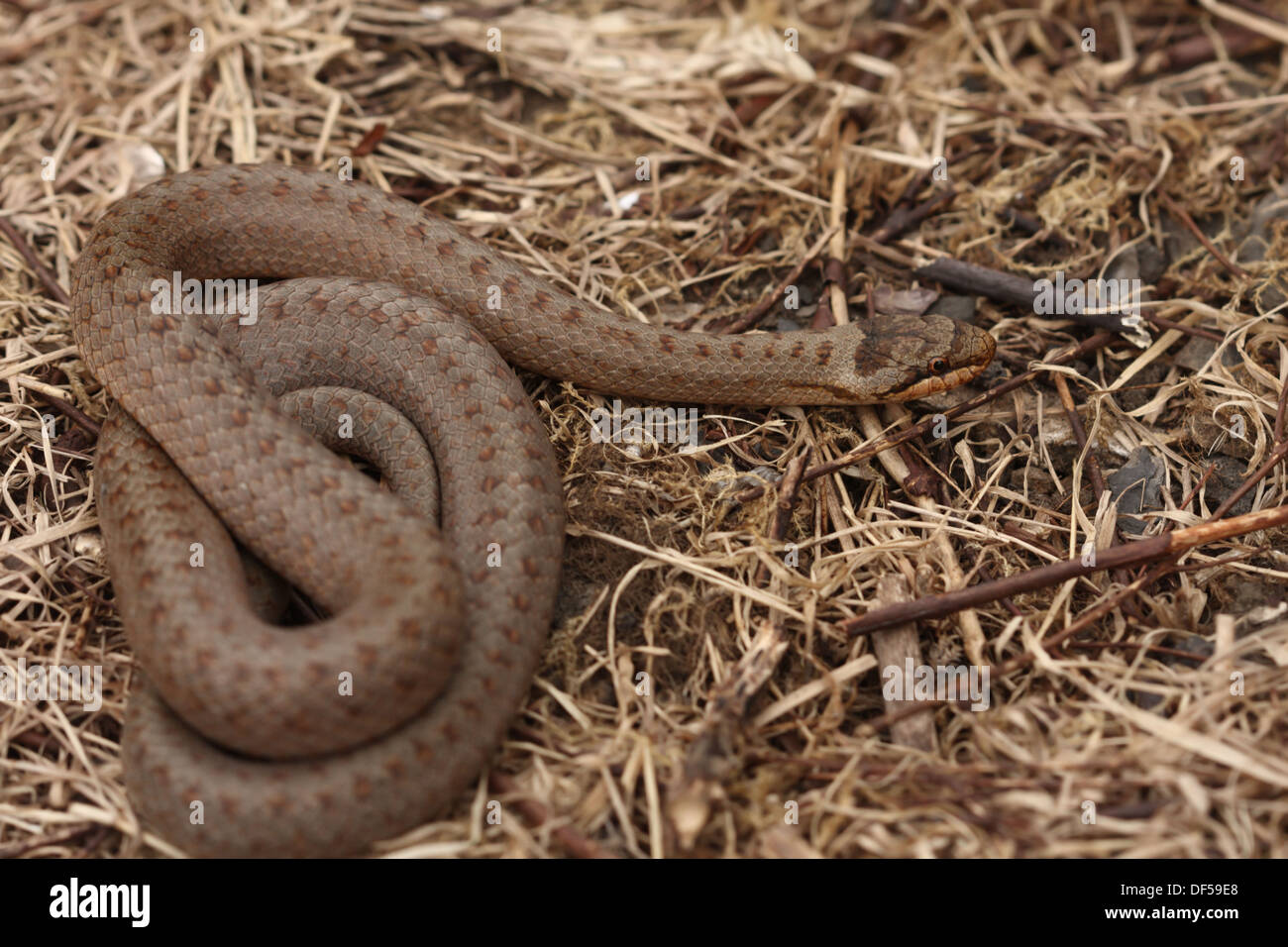 Smooth snake Coronella austriaca Stock Photo - Alamy