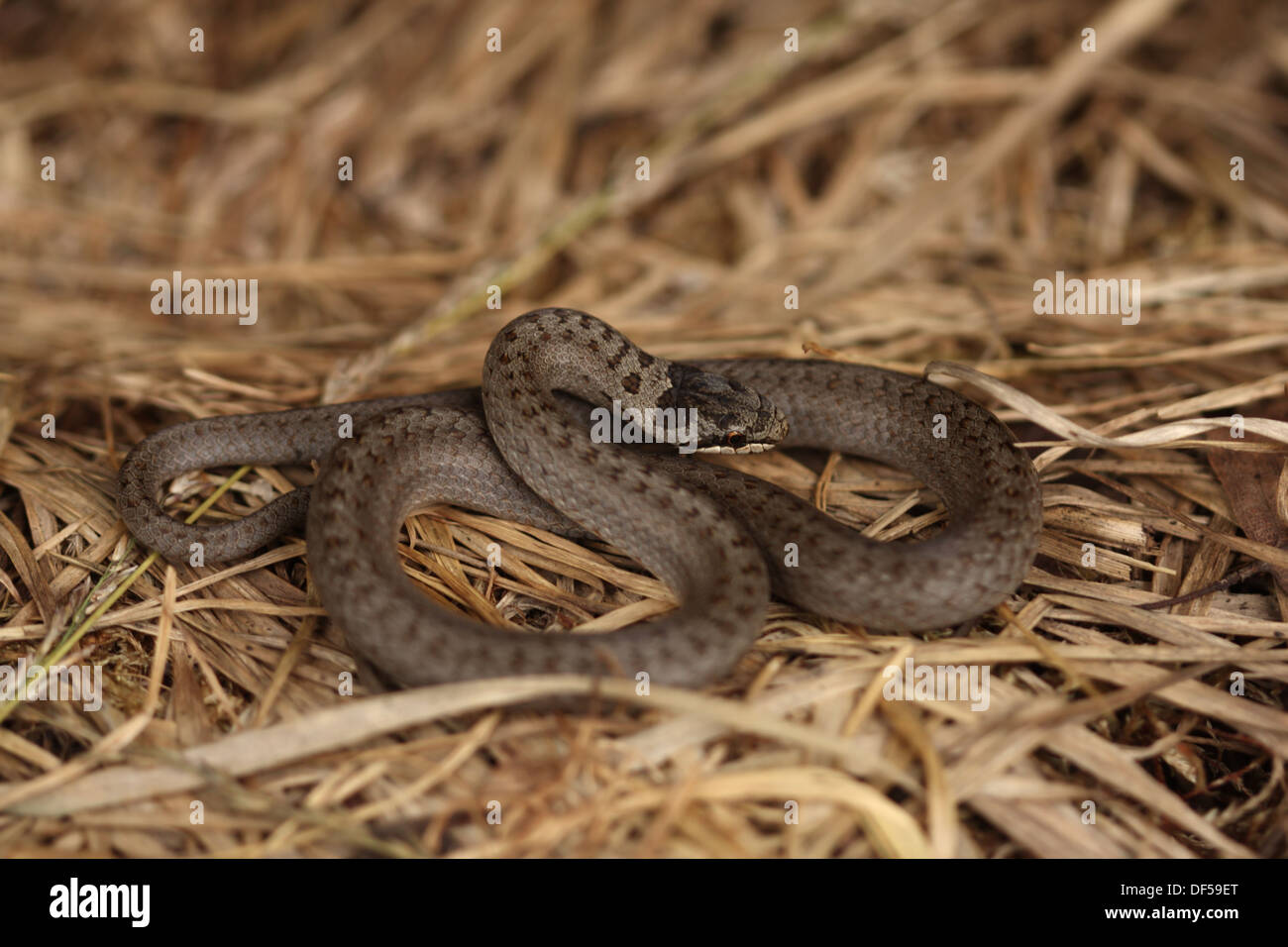 Smooth snakes hi-res stock photography and images - Alamy