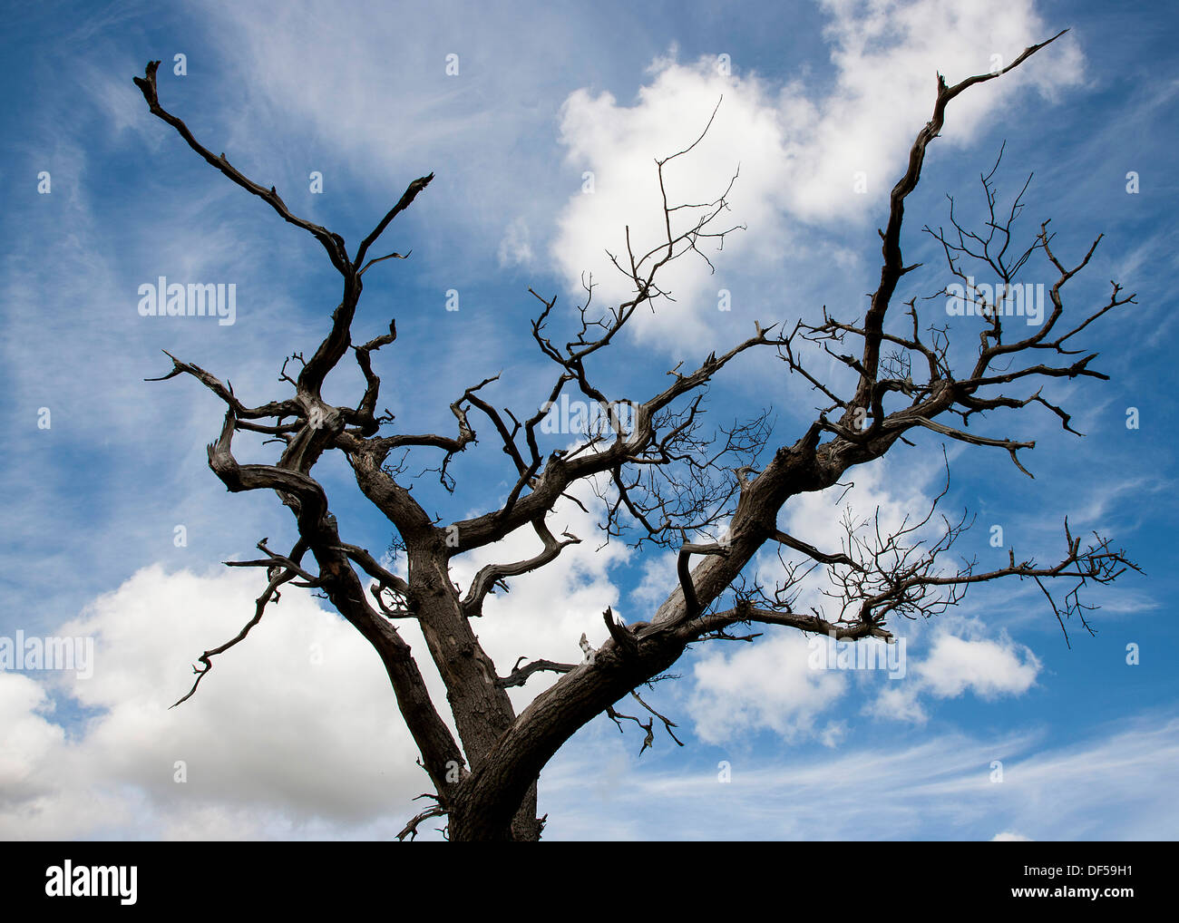 Spindly tree hi-res stock photography and images - Alamy