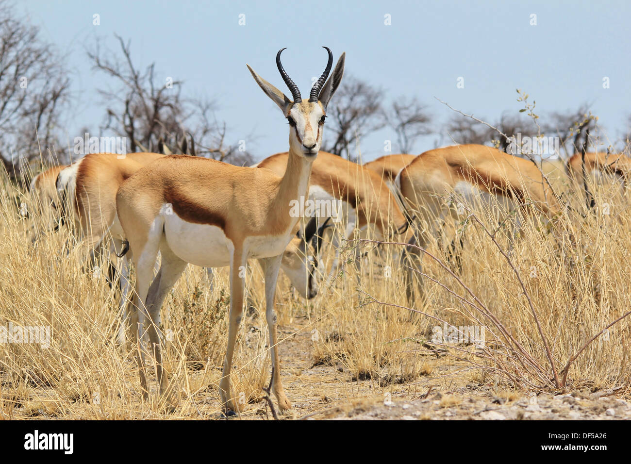Springbok ewe hi-res stock photography and images - Alamy