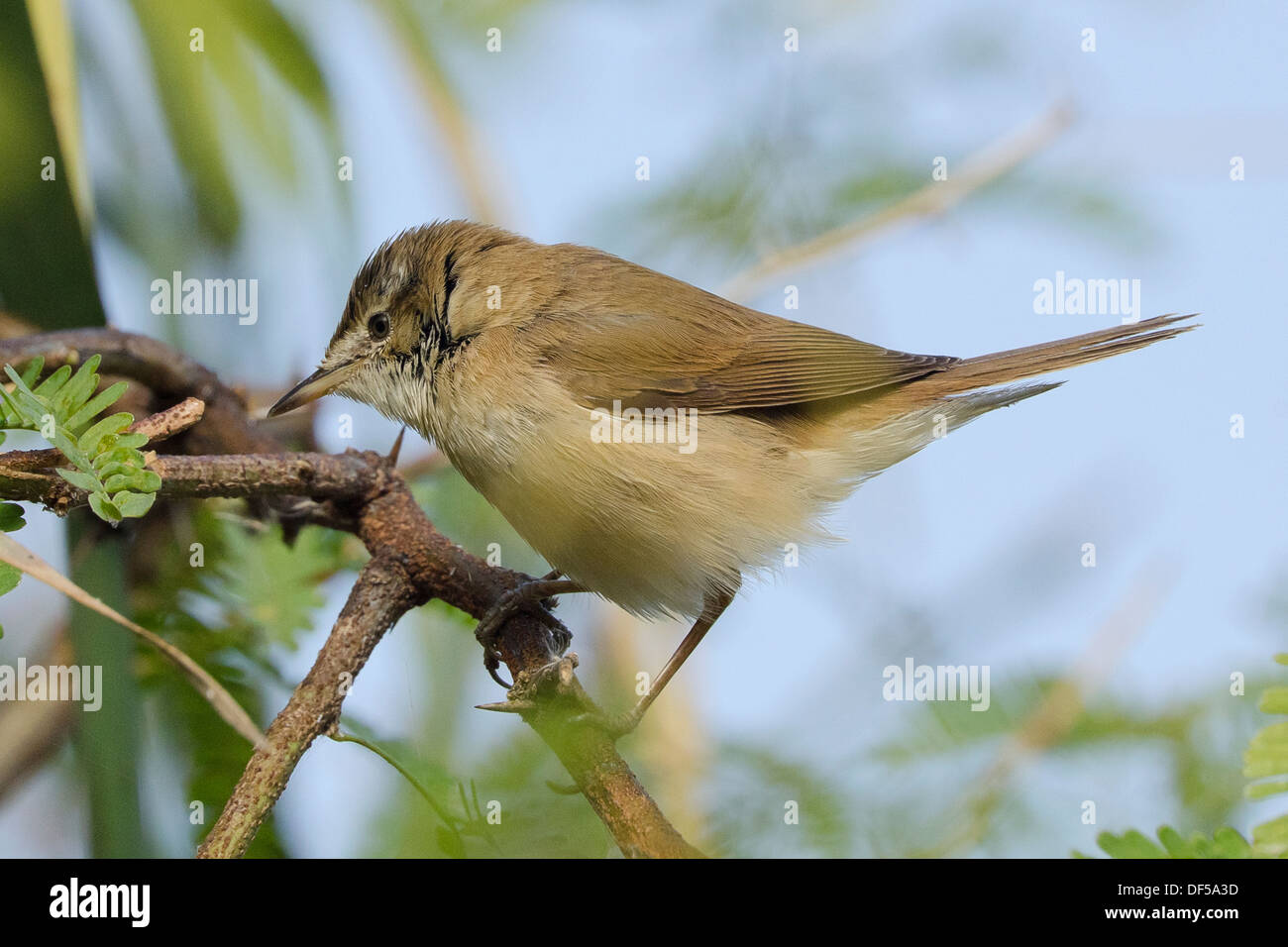 Blyth's Reed Warbler (Acrocephalus dumetorum Stock Photo - Alamy