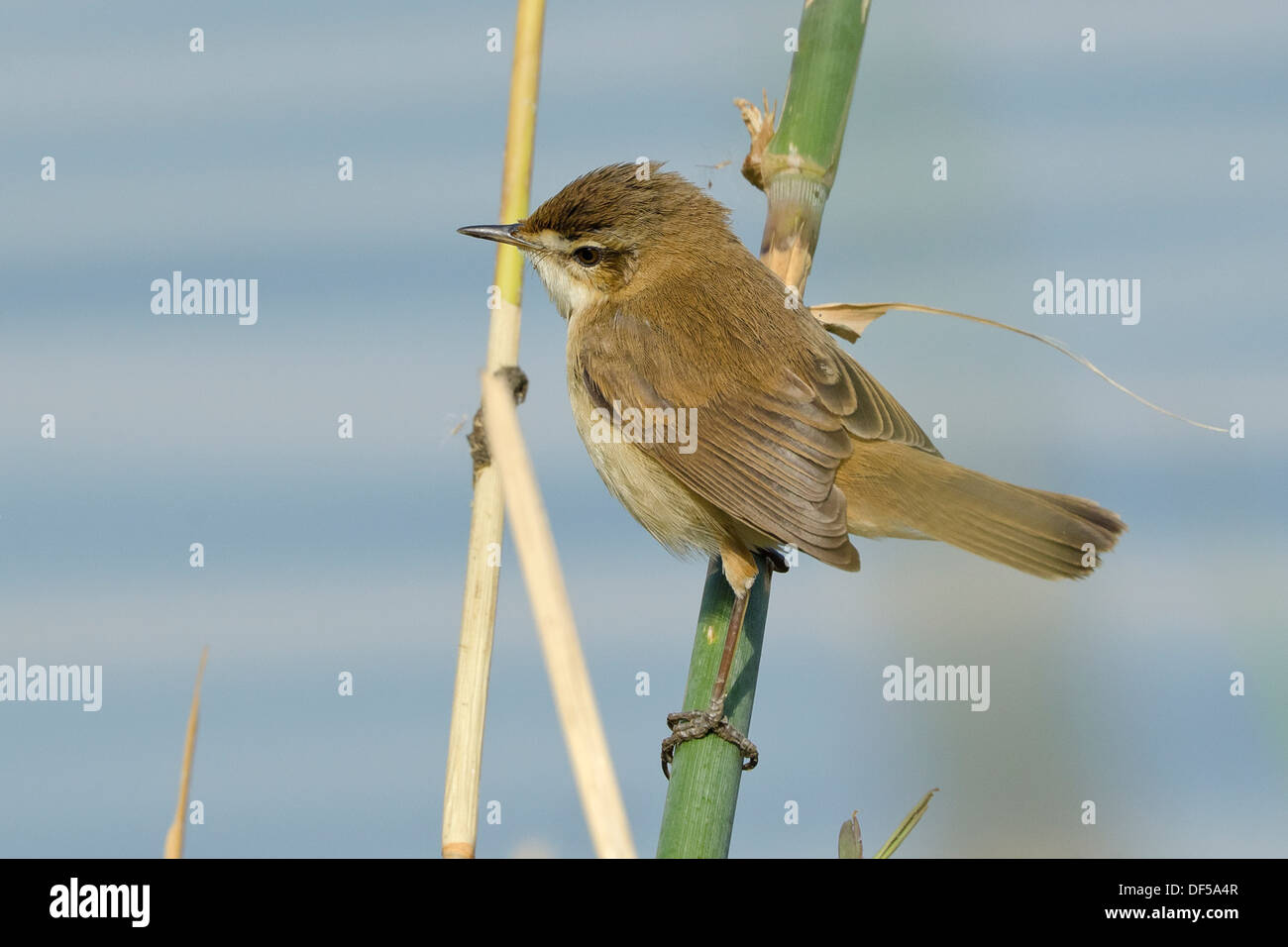 Blyth's Reed Warbler (Acrocephalus dumetorum Stock Photo - Alamy