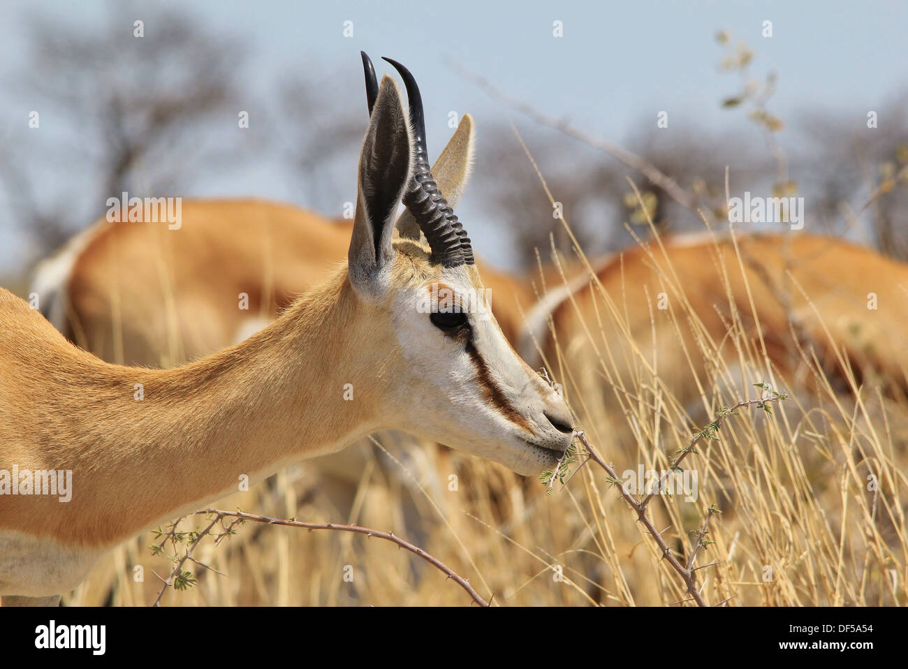 Springbok - Wildlife Background and Wonder from the wild and free in ...
