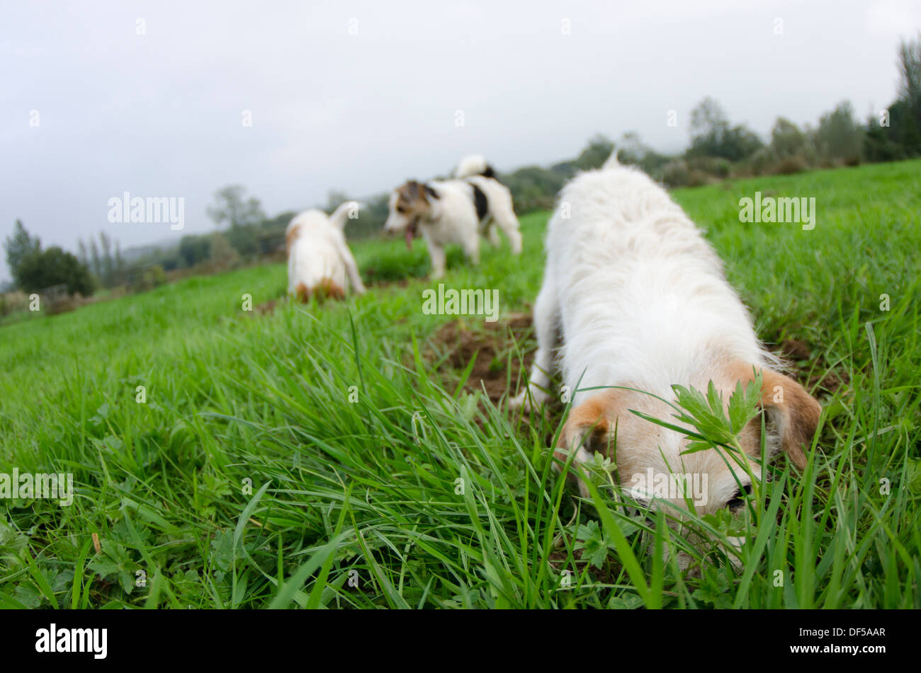 digging jack russell Stock Photo - Alamy