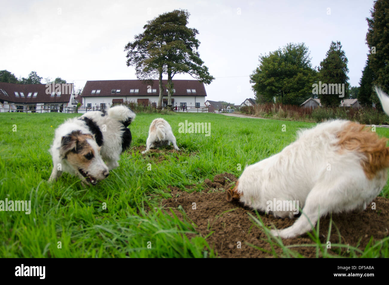 Dogs digging for rabbits Stock Photo - Alamy