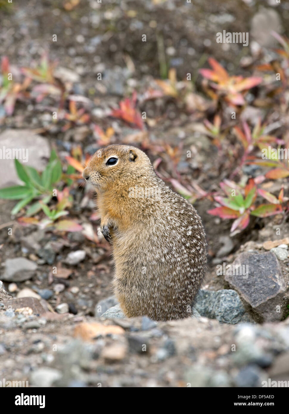 Arctic ground squirrel (Spermophilus parryii). Denali National Park ...