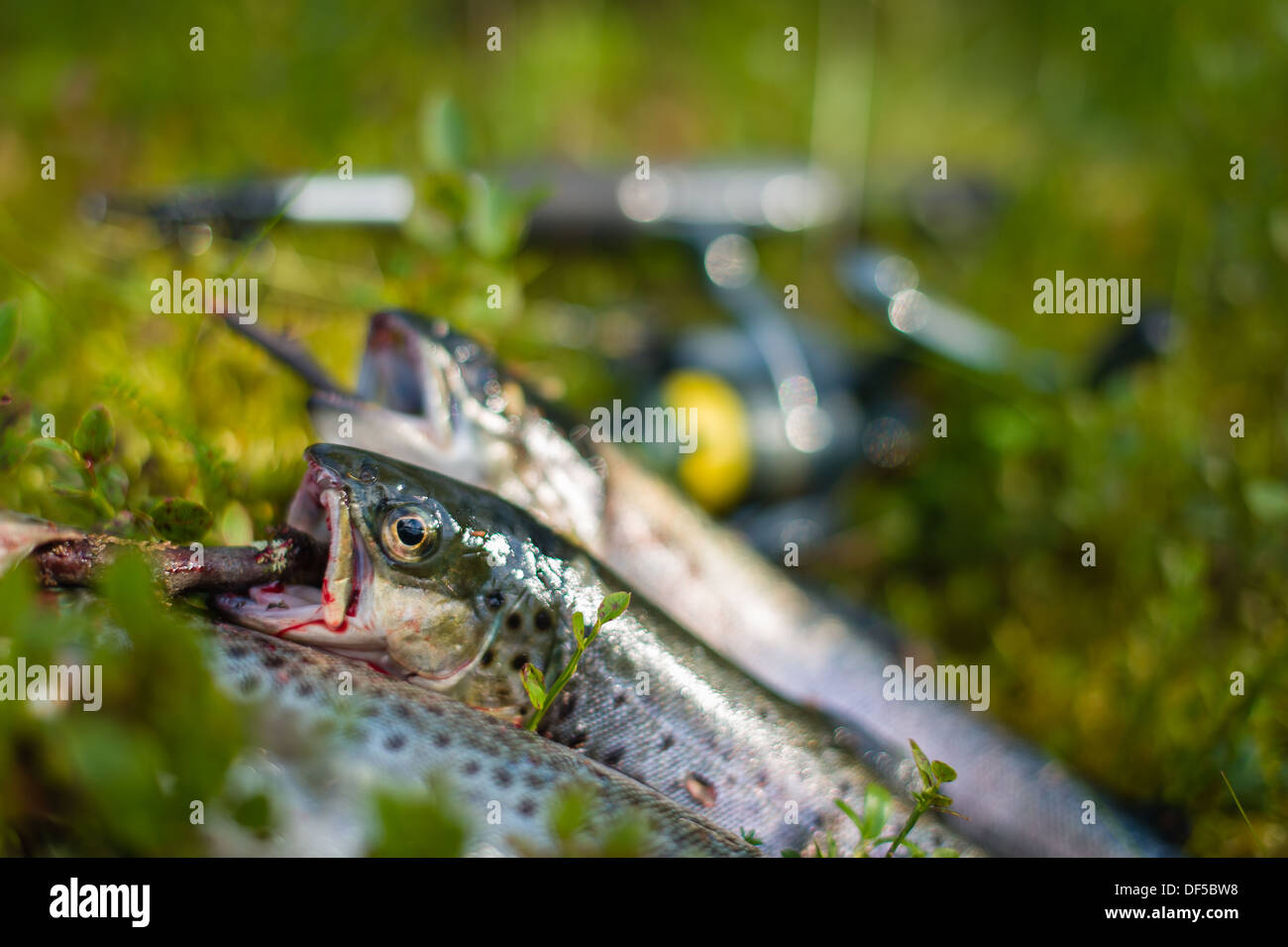 Three trout has got to catch, close-up, horizontal image Stock Photo ...