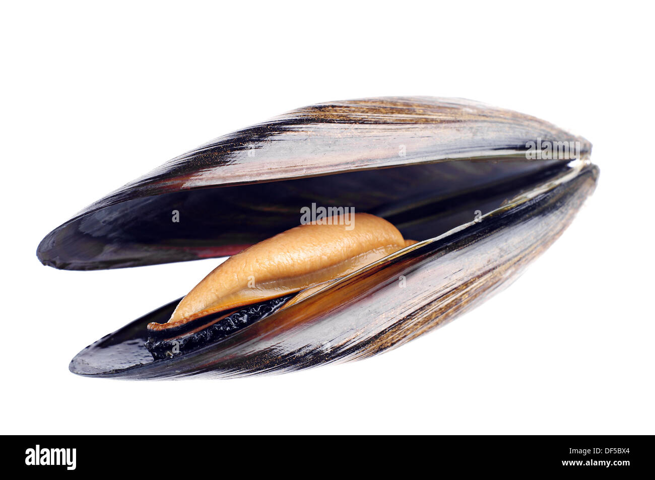 Mussels in shell isolated on a white background Stock Photo - Alamy