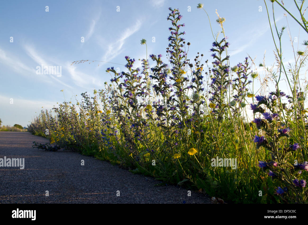 Flowers along side road hi-res stock photography and images - Alamy