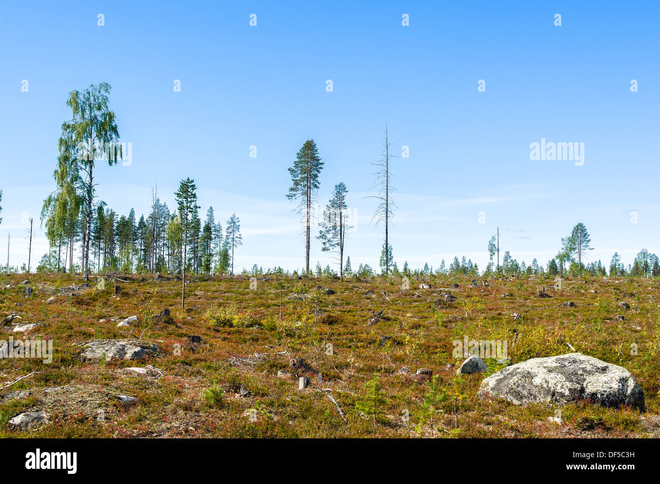 Forest felling in Lapland landscape, slow-growing environment Stock ...